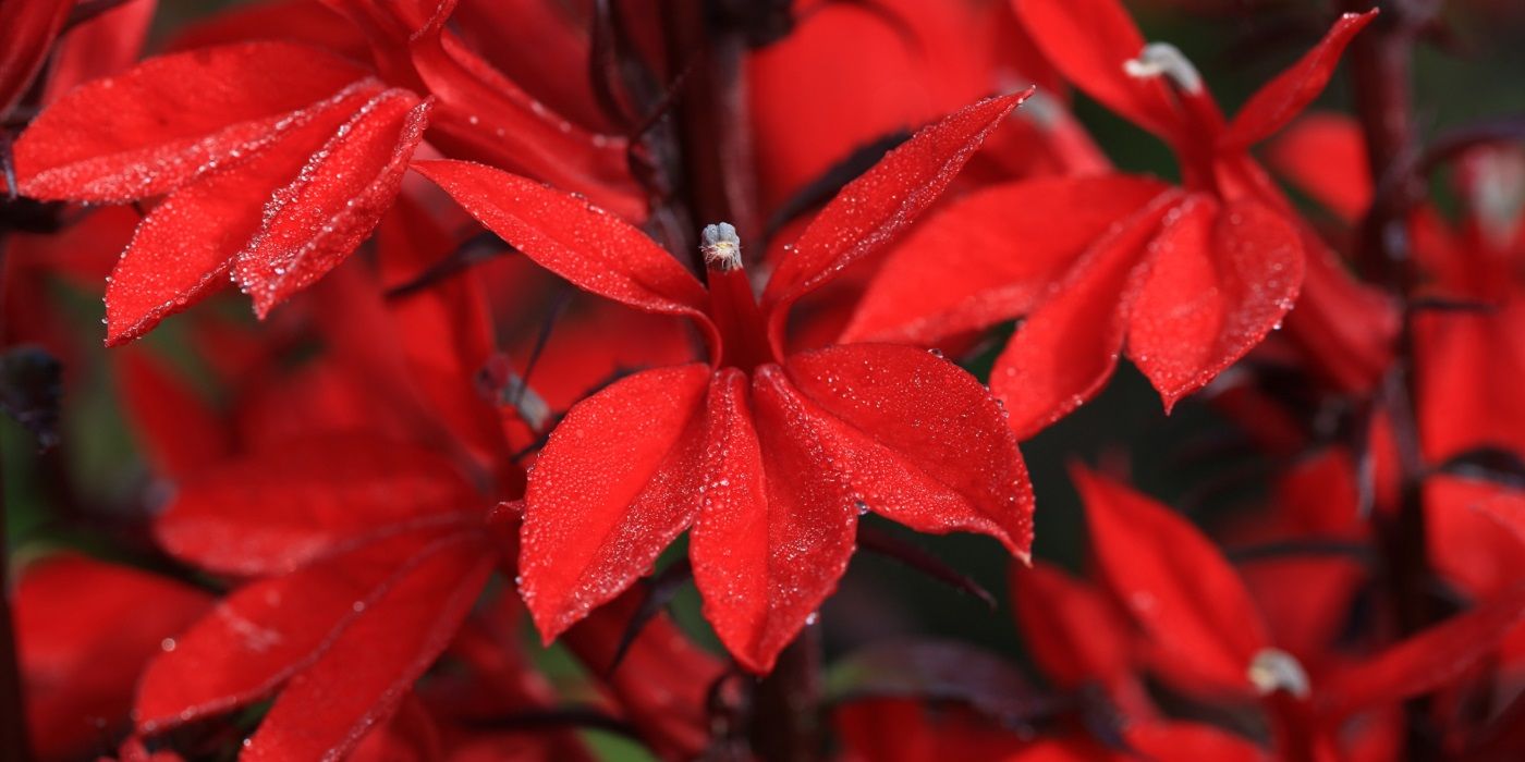 Red Flowers Your Outdoor Garden Needs ASAP