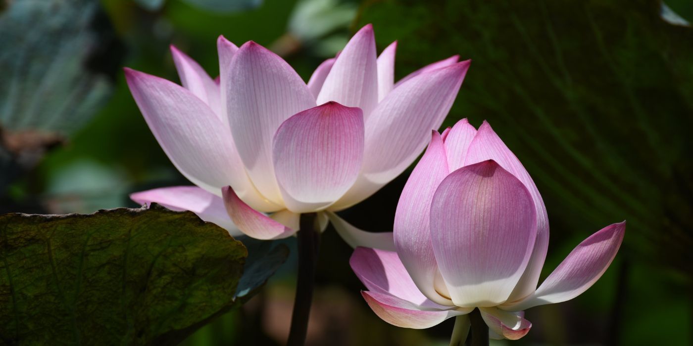 4 Gorgeous Flowers From Greek Myths You Can Cultivate