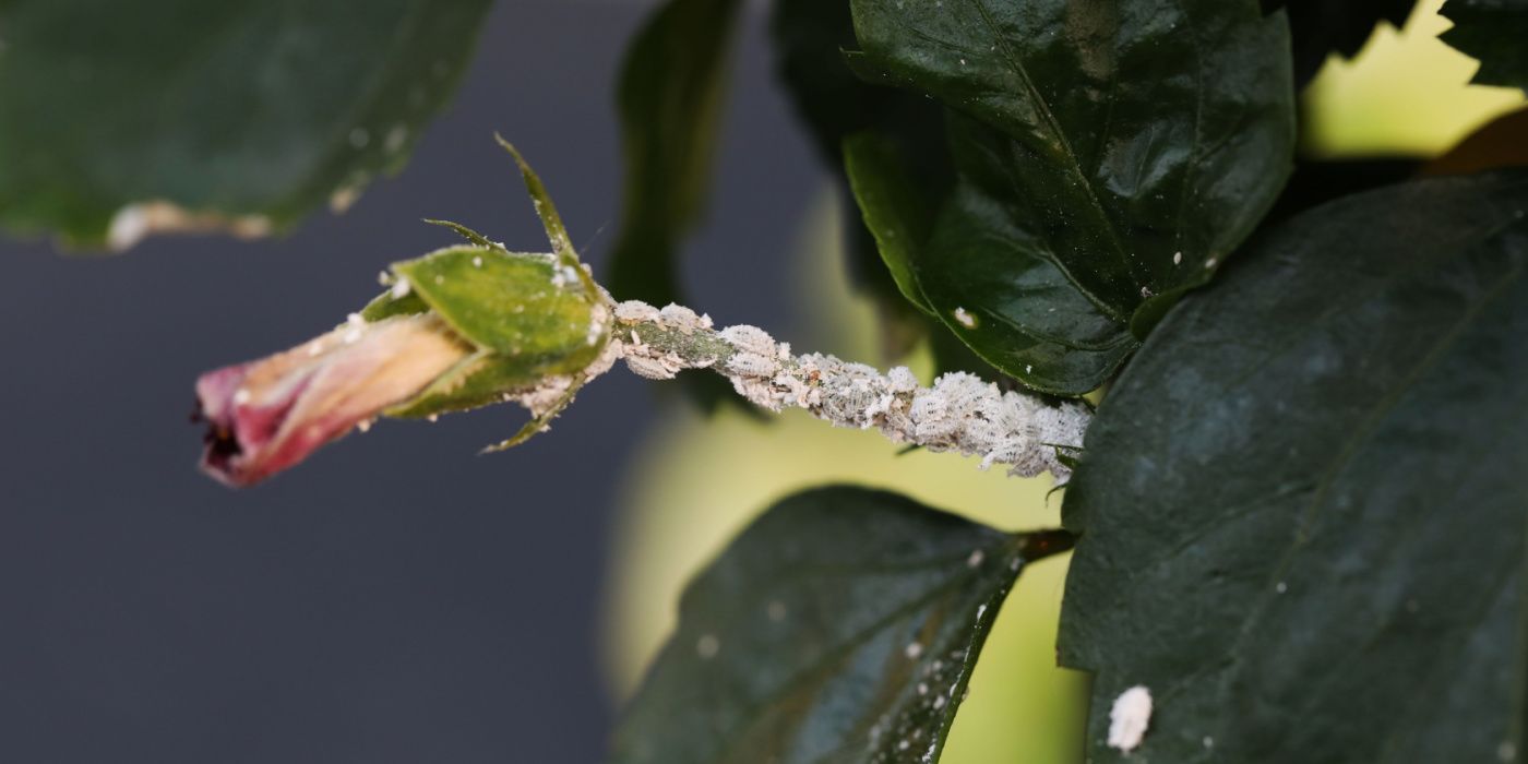 Houseplant Horror: Unveiling the 9 Most Destructive Insect Invaders