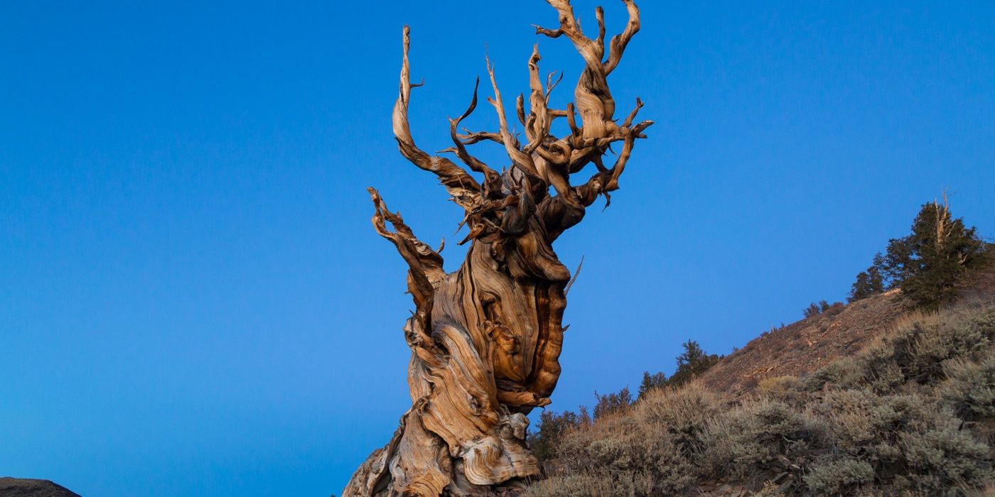Ancient Giants: Exploring the Oldest Trees on Earth