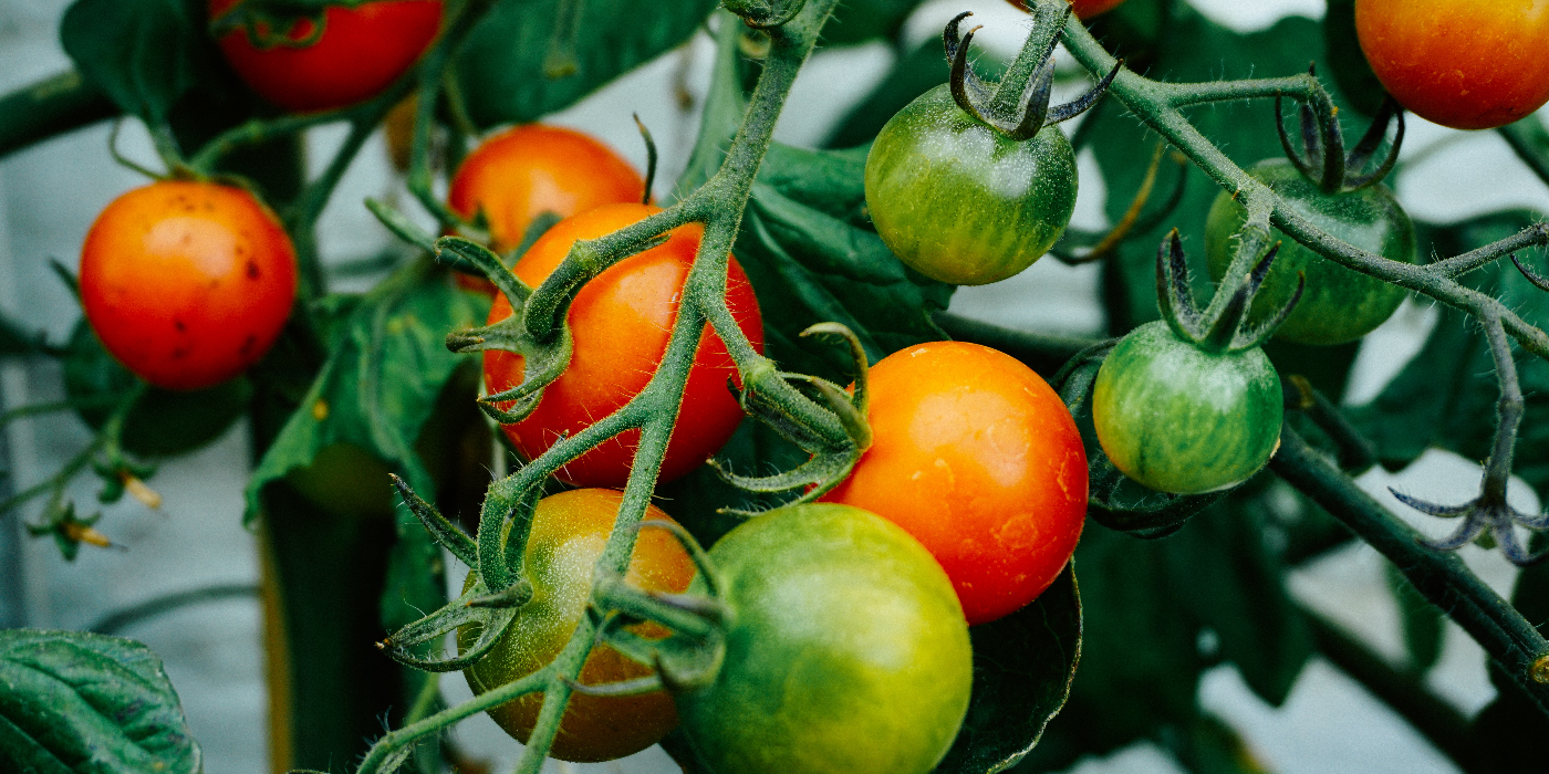 How to Grow Micro Tomatoes Like a Pro