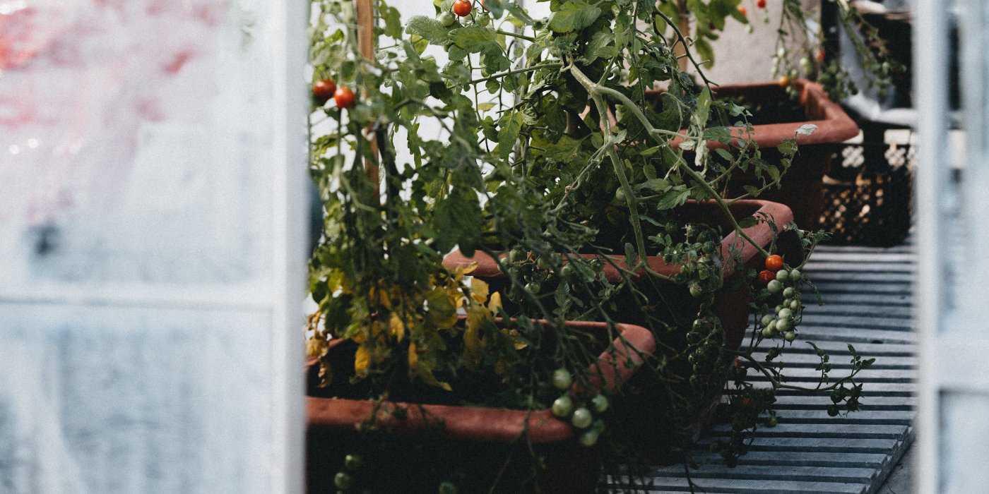 How to Grow Micro Tomatoes Like a Pro