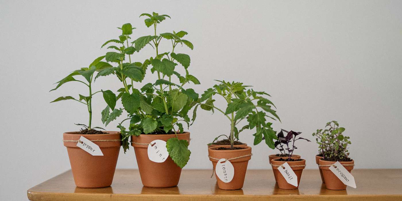 How to Grow Micro Tomatoes Like a Pro