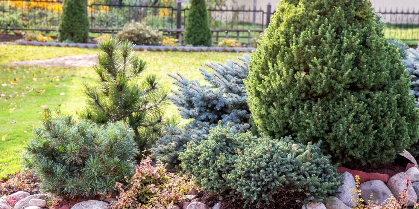 Create a Whimsical DIY Winter Garden with a Mini Conifer Forest
