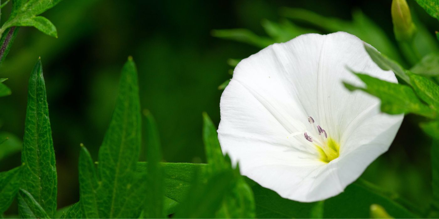 How to Grow Exquisite Moon Flowers