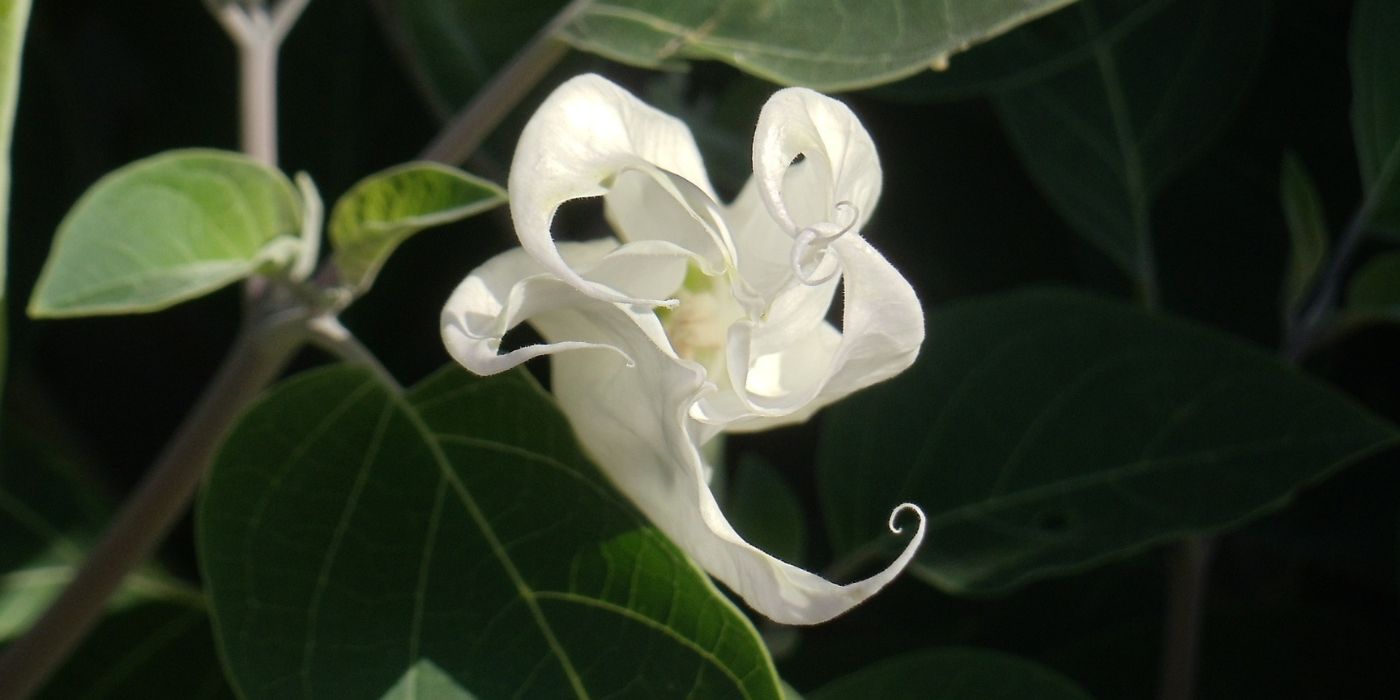 How to Grow Exquisite Moon Flowers
