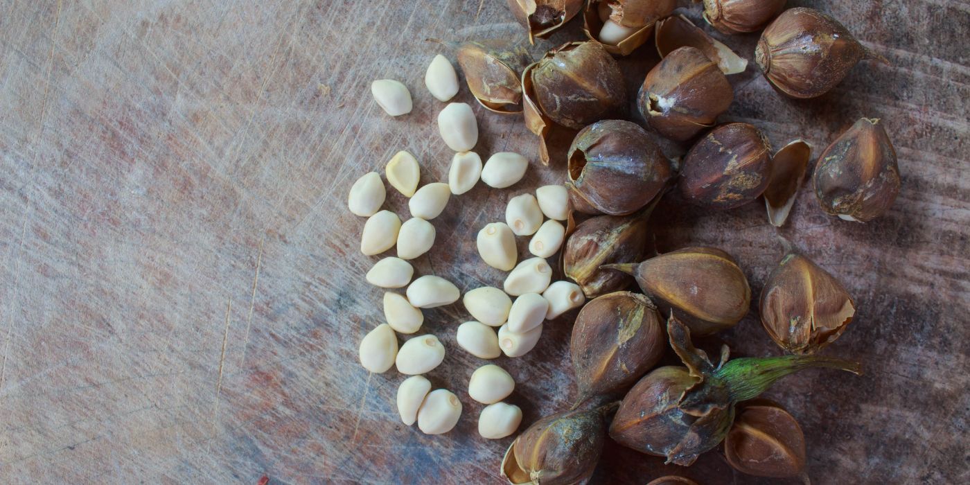 How to Grow Exquisite Moon Flowers