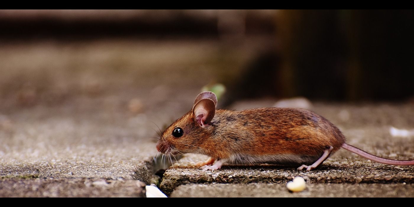 Winter Home Invasion: Guarding Against Common Garden Pests