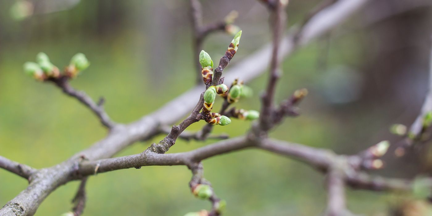 4 Tips to Avoid Plant Damage When Pruning in Winter