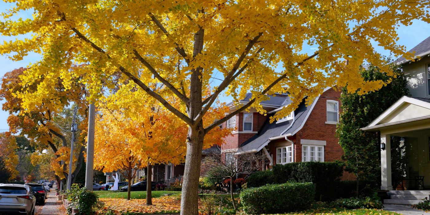 Got Trees? Remove Invasive Species This Winter