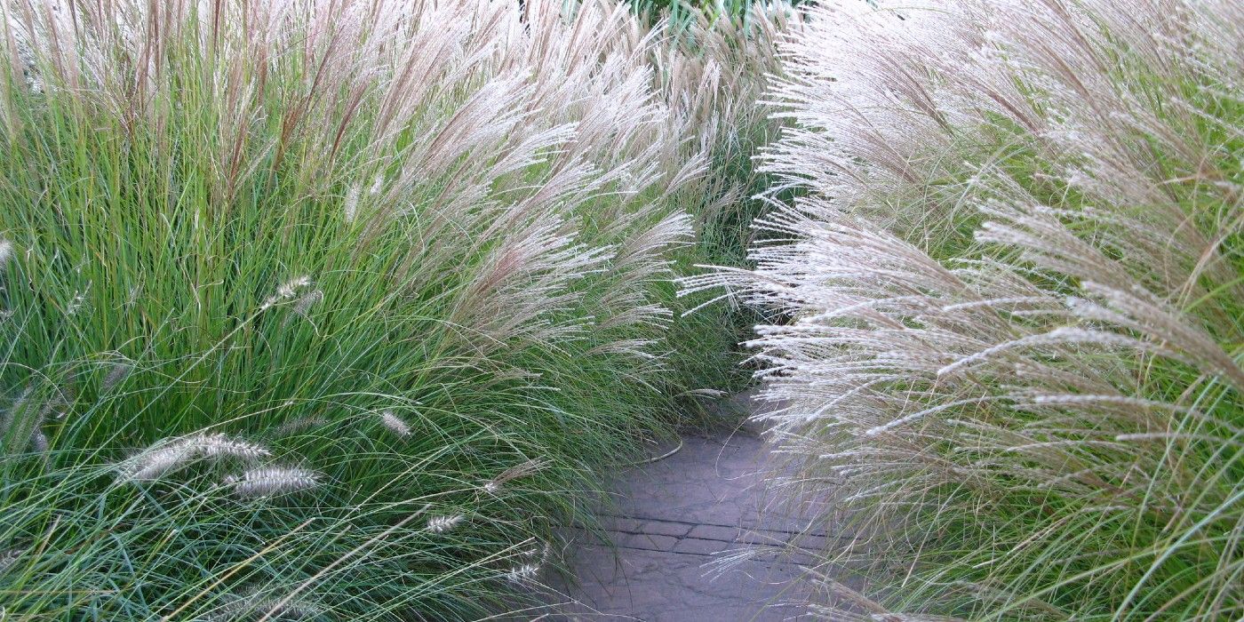 Get a Gorgeous Instagram Garden: Perfect Plants for Social Media