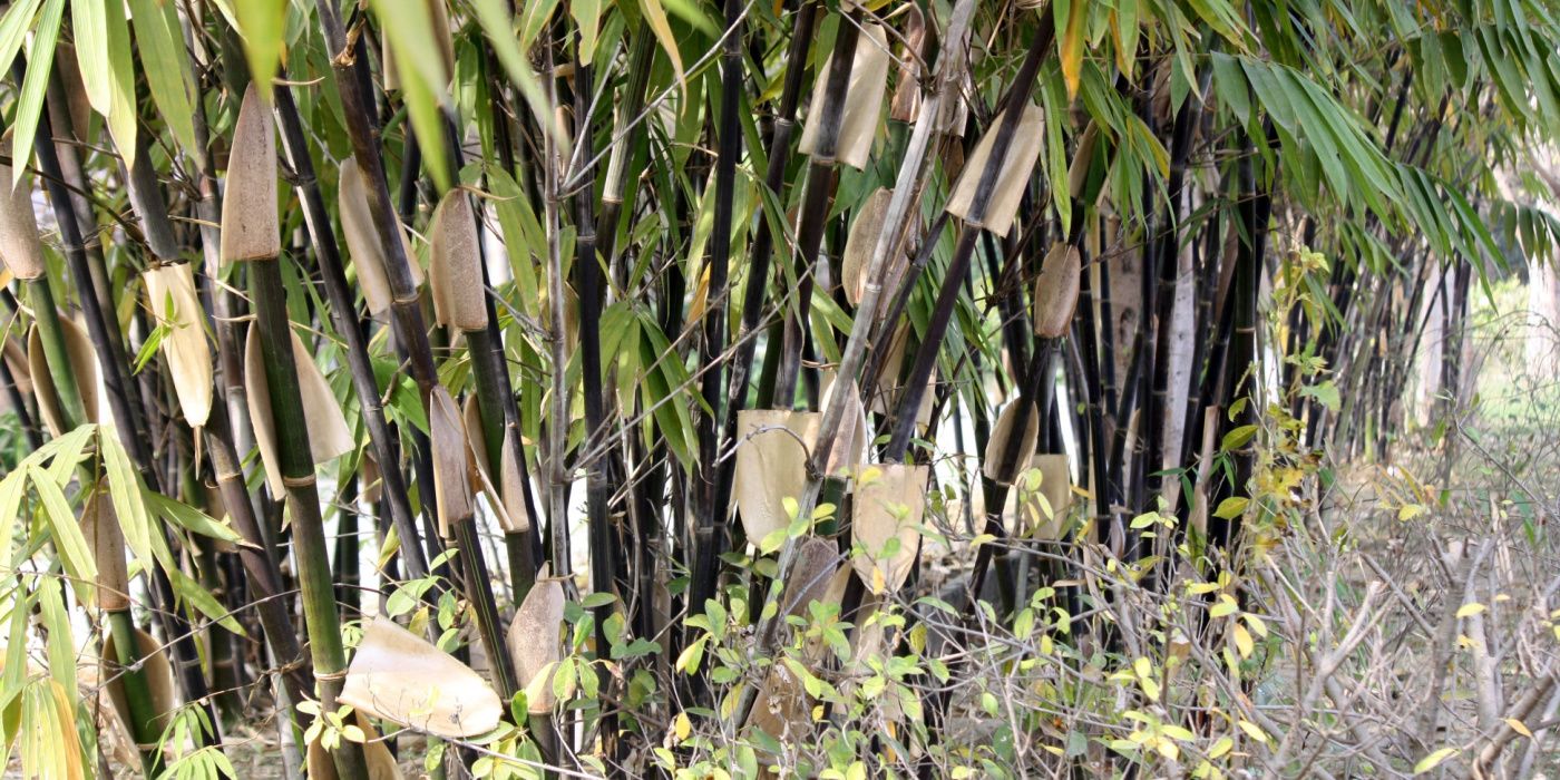 Mastering the Art of Growing and Caring For Black Bamboo