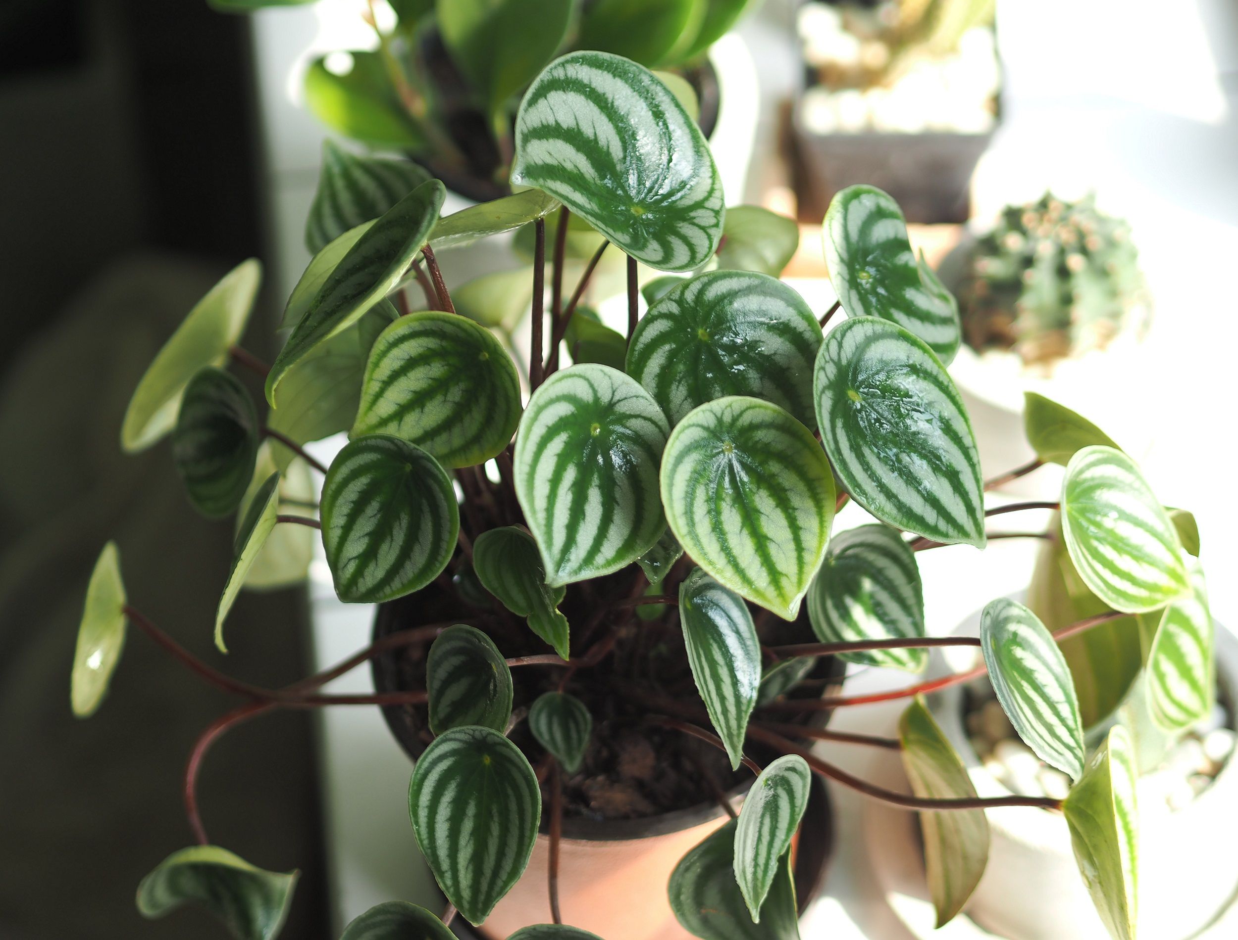 How to Properly Water Your Peperomia Plant