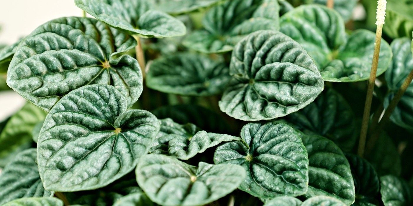 How to Properly Water Your Peperomia Plant