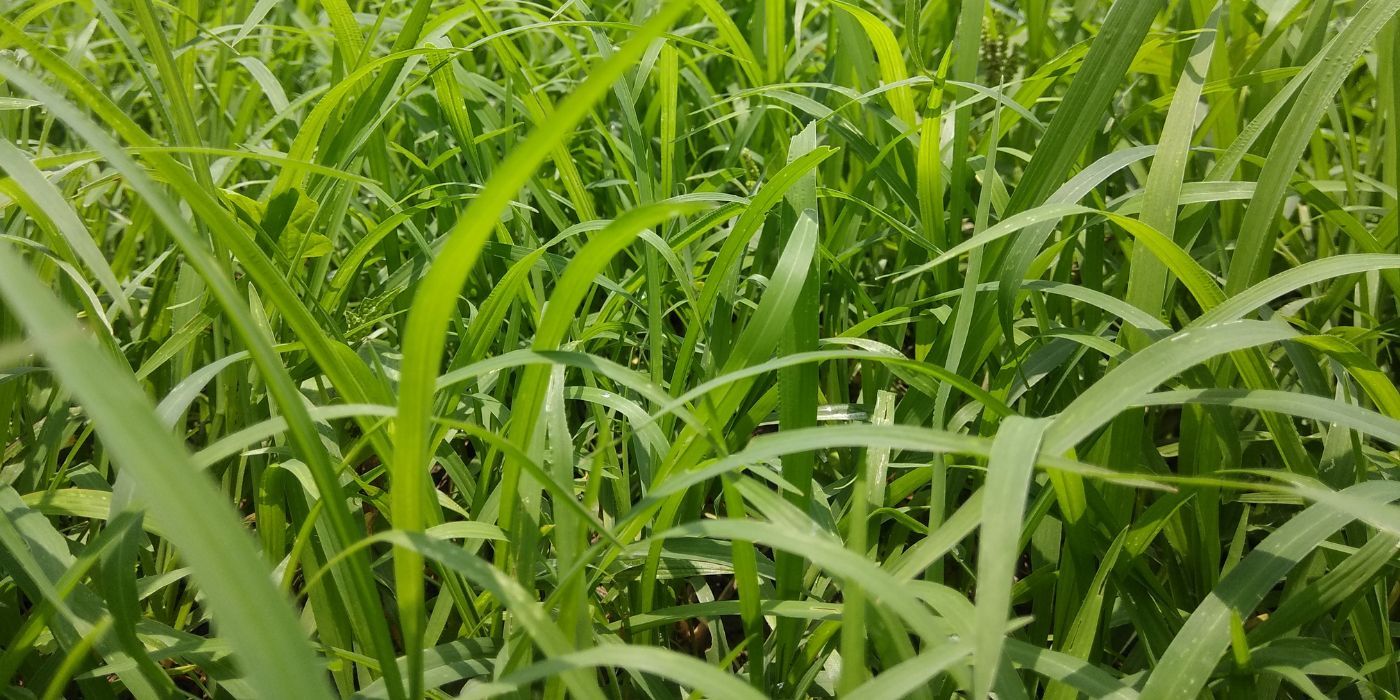What Are the Best Types of Grass For Your Lawn?