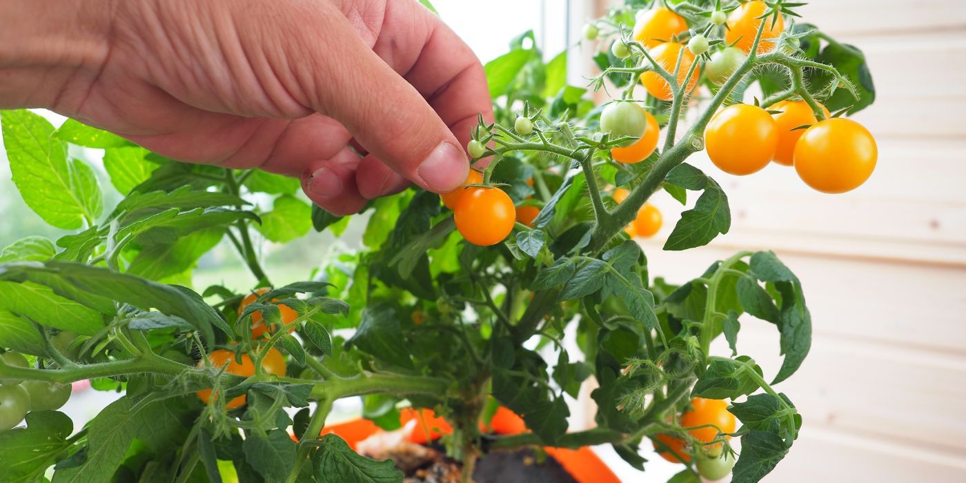 Choosing the Right Type for Your Hardiness Zone