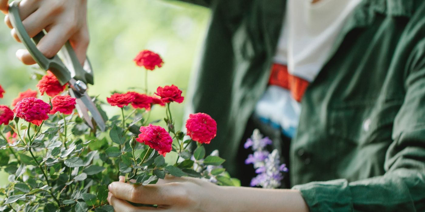 4 Gorgeous Flowers From Greek Myths You Can Cultivate