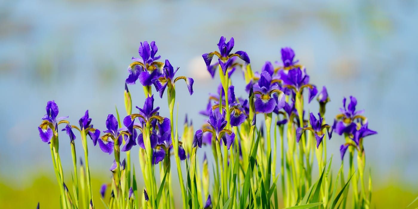 These 10 Resilient Flowers Will Survive the Most Extreme Weather