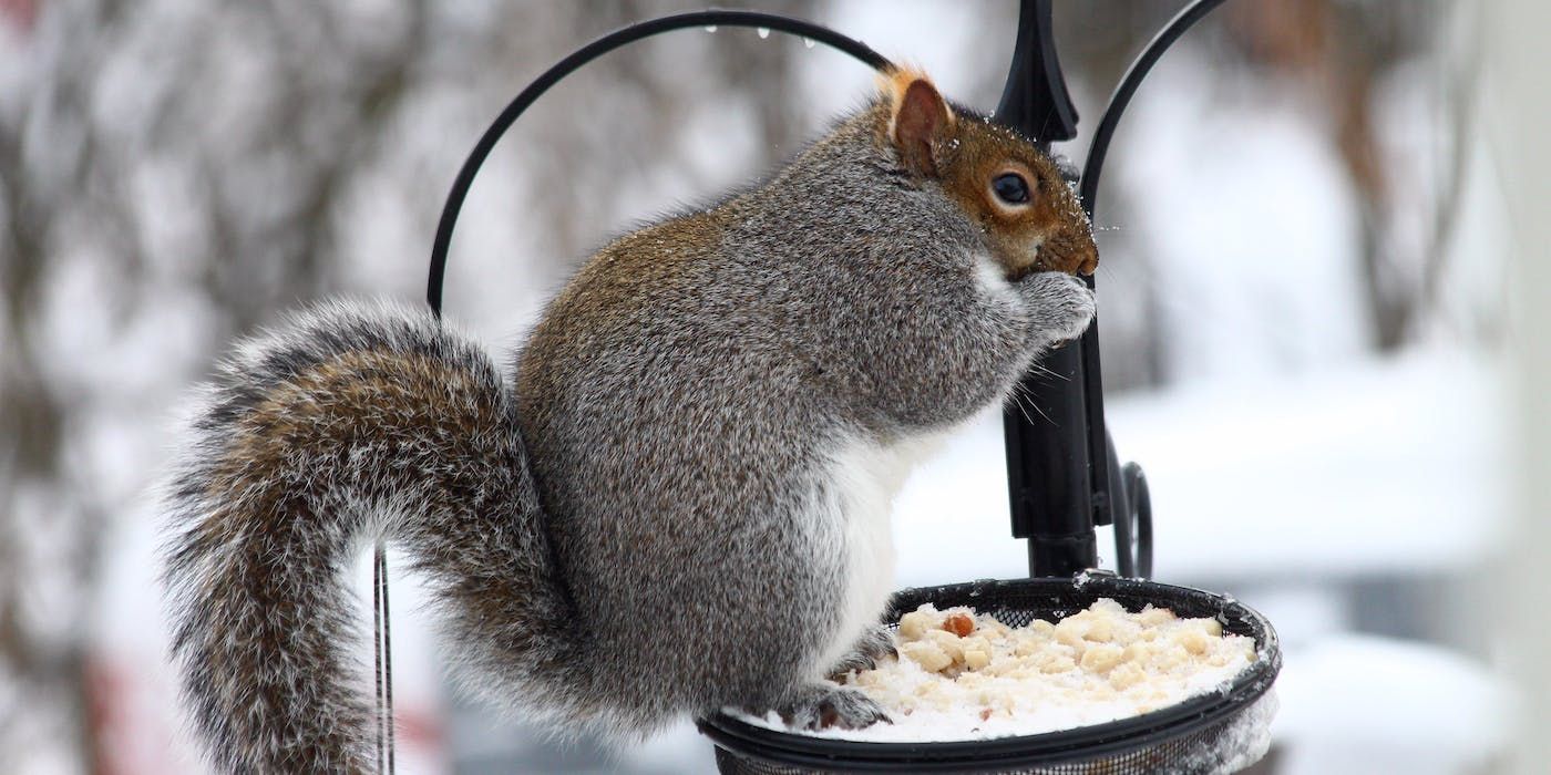 Defend Your Bird Buffet: Squirrel-Proof Your Feeders