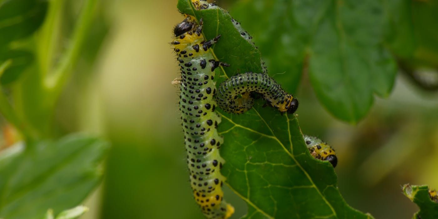 Houseplant Horror: Unveiling the 9 Most Destructive Insect Invaders