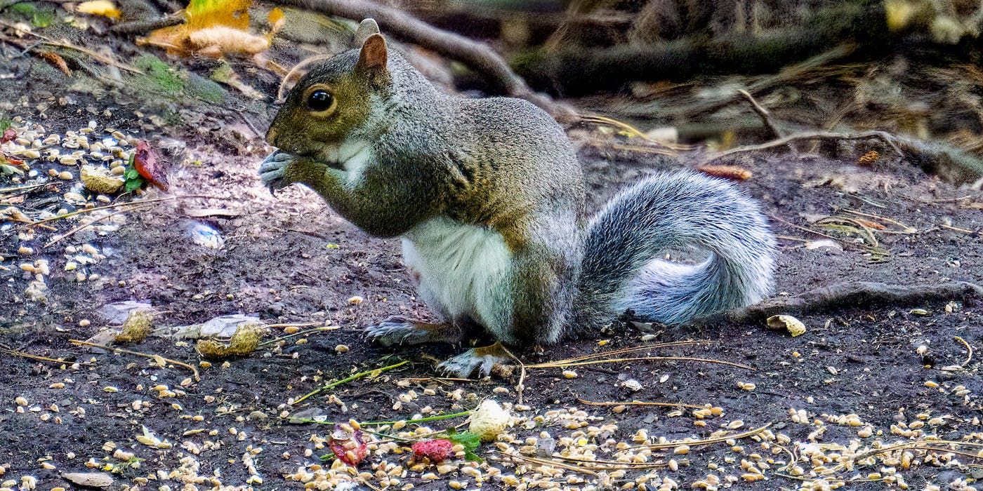Defend Your Bird Buffet: Squirrel-Proof Your Feeders