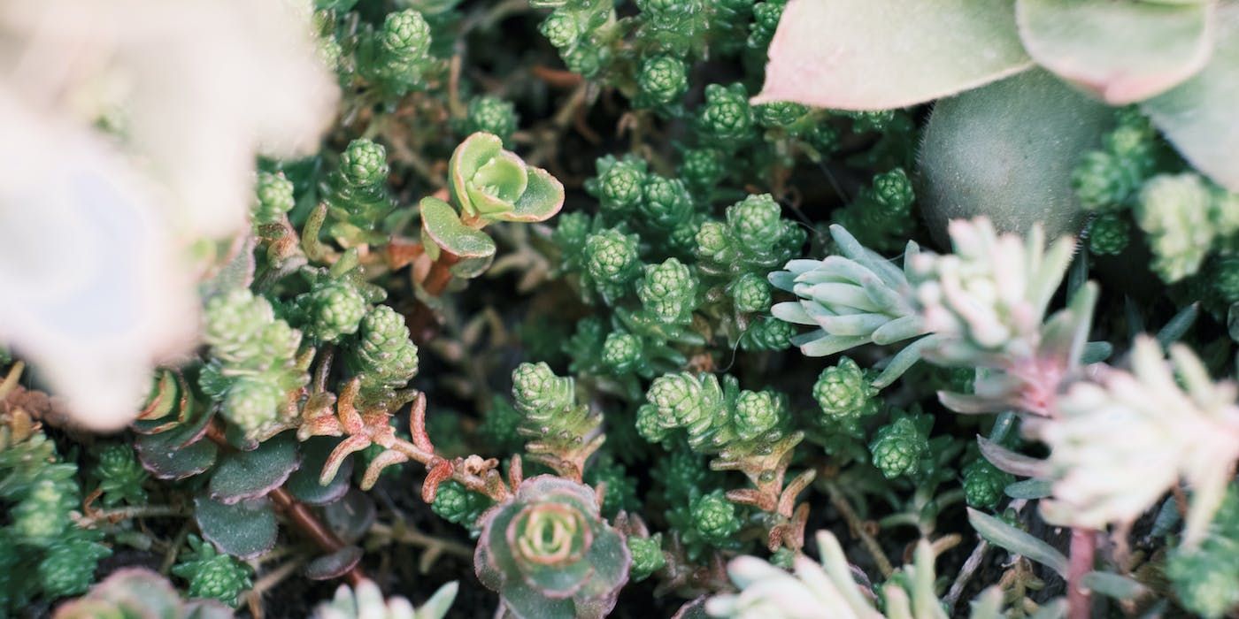 These 10 Resilient Flowers Will Survive the Most Extreme Weather