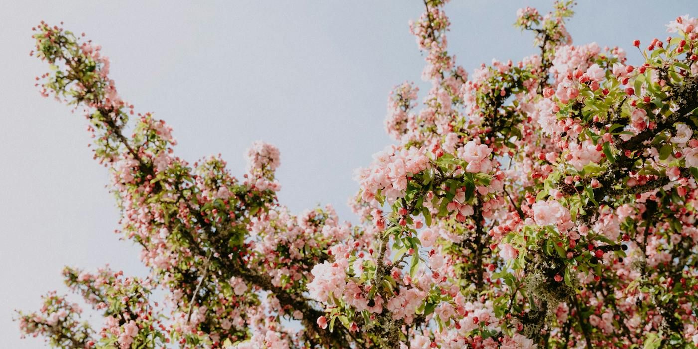 Crabapples: Winter's Best-Kept Culinary Secret
