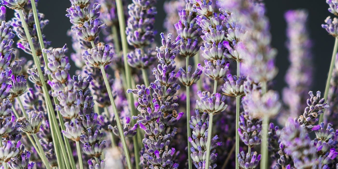 7 Most Financially Rewarding Homegrown Plants