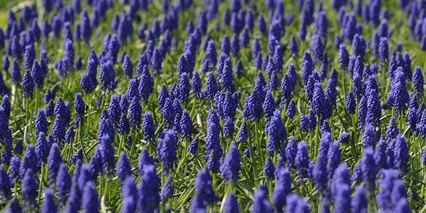 These 10 Resilient Flowers Will Survive the Most Extreme Weather