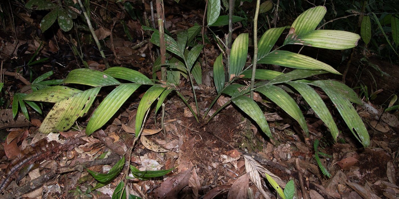 The Prettiest Plants That Grow Underground