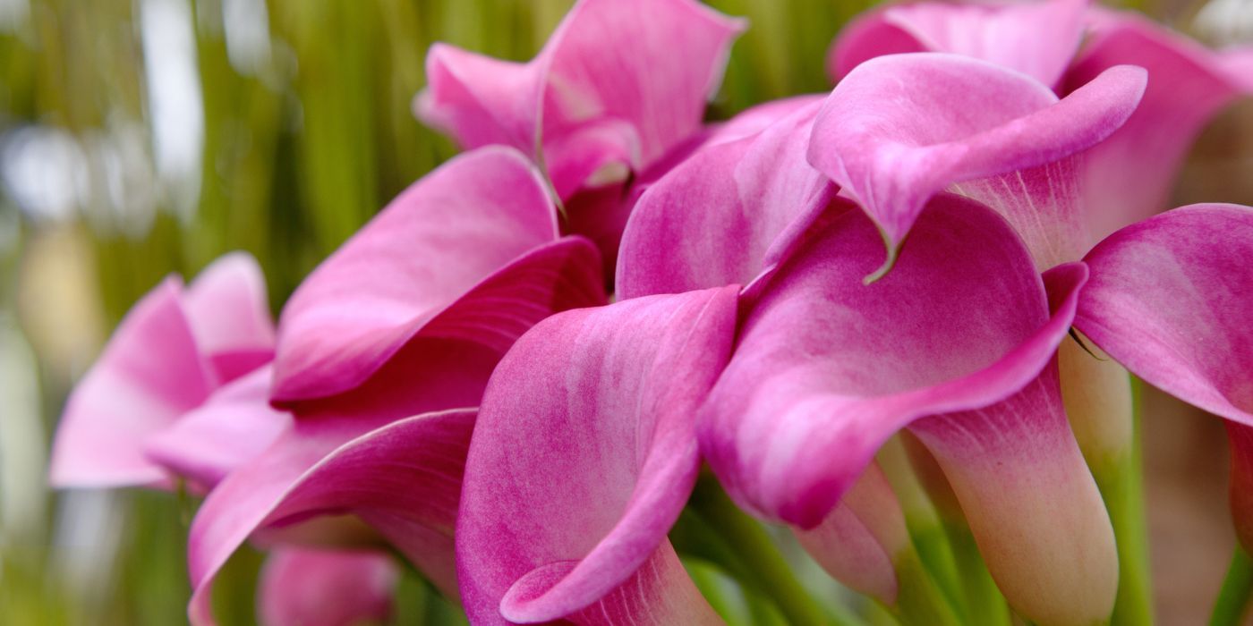 Which Pink Flowers Are Easy to Grow Indoors?