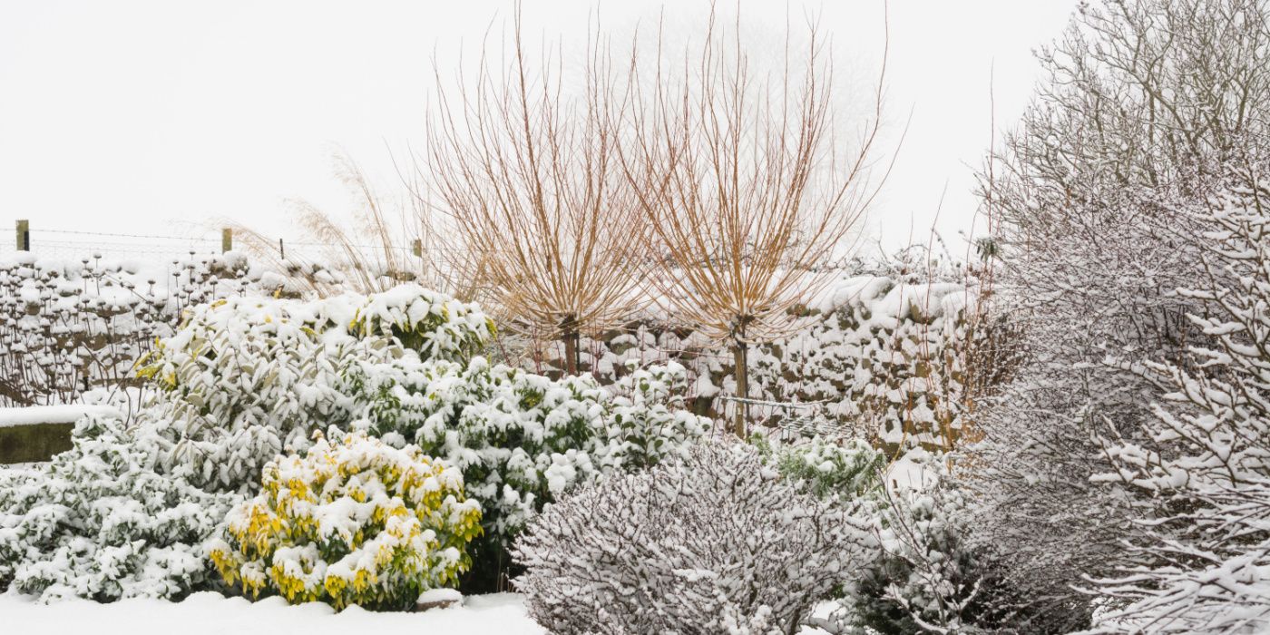 Create a Winter Scent Garden With 4 Aromatic Plants