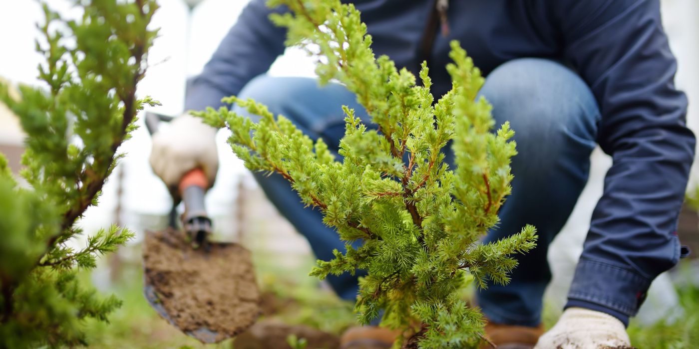 Create a Whimsical DIY Winter Garden with a Mini Conifer Forest