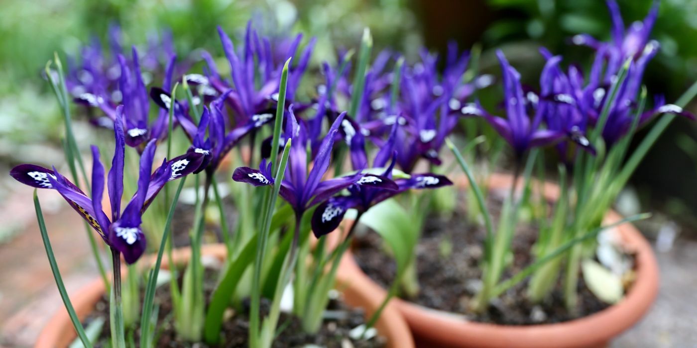 4 Gorgeous Flowers From Greek Myths You Can Cultivate