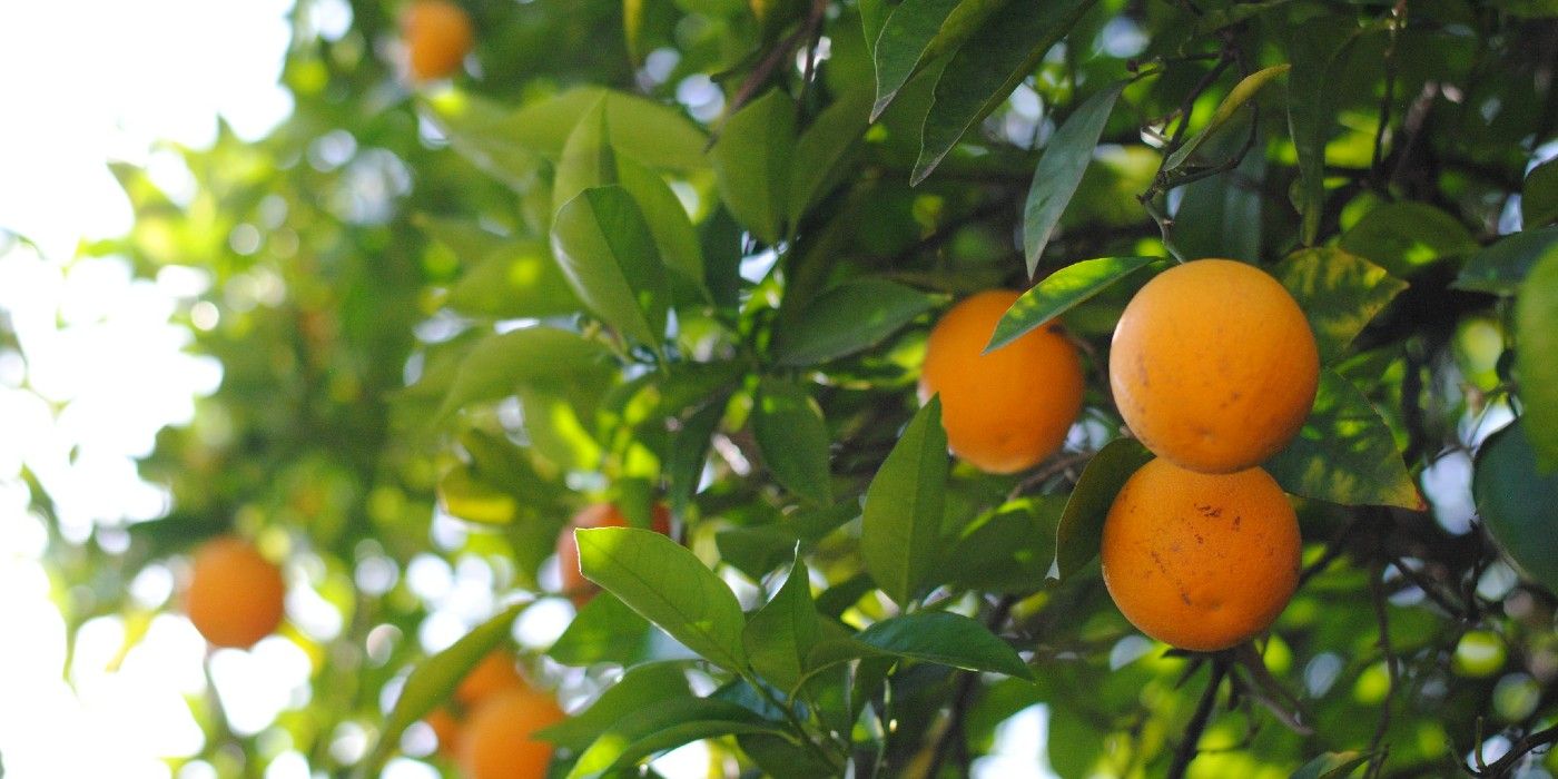 8 Plants You Can Find in Royal Palace Gardens