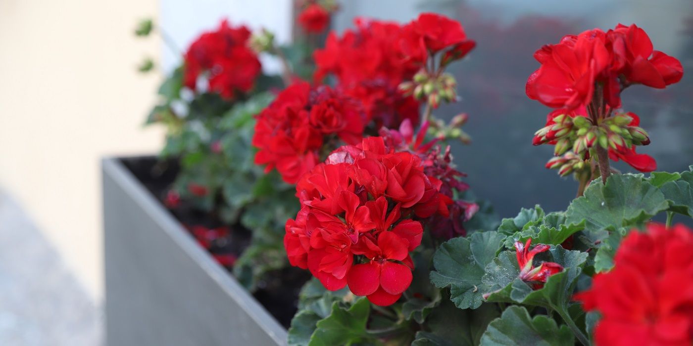 Red Flowers Your Outdoor Garden Needs ASAP