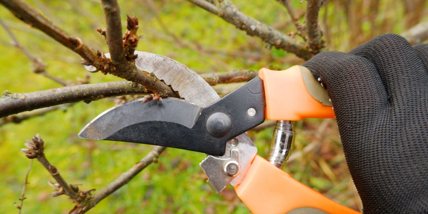 Keep Winter Trees and Shrubs Healthy With Pruning Tips