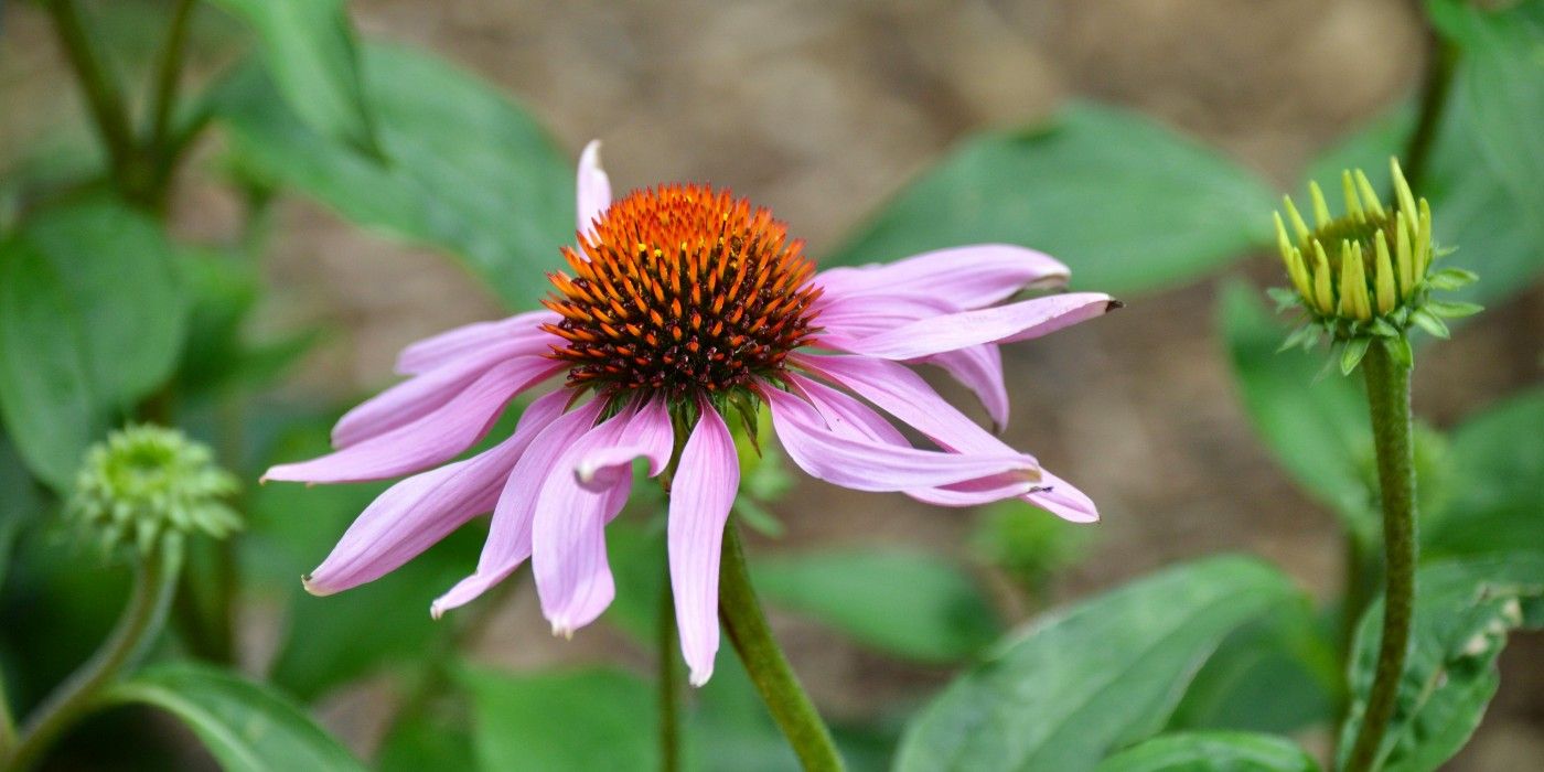 Crafting the Perfect Meadow Garden Landscape