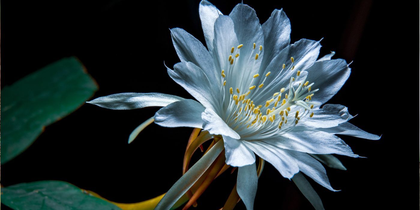 Transform Your Garden with Rare Night-Blooming Flowers