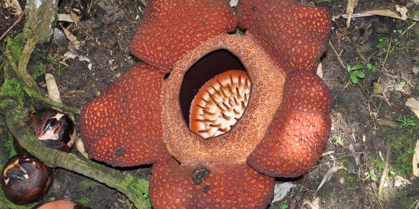 Rafflesia Flower