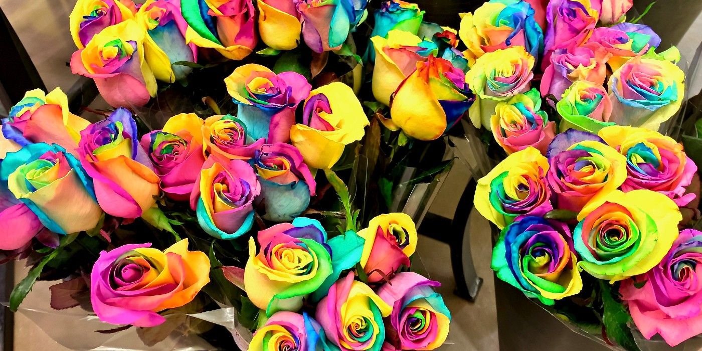 What Do The Different Colors of Roses Mean?