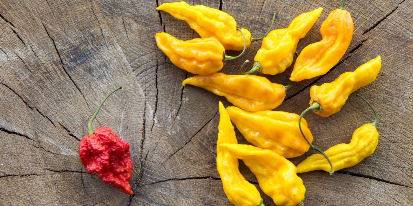 How to Grow Pepper X, World's Hottest