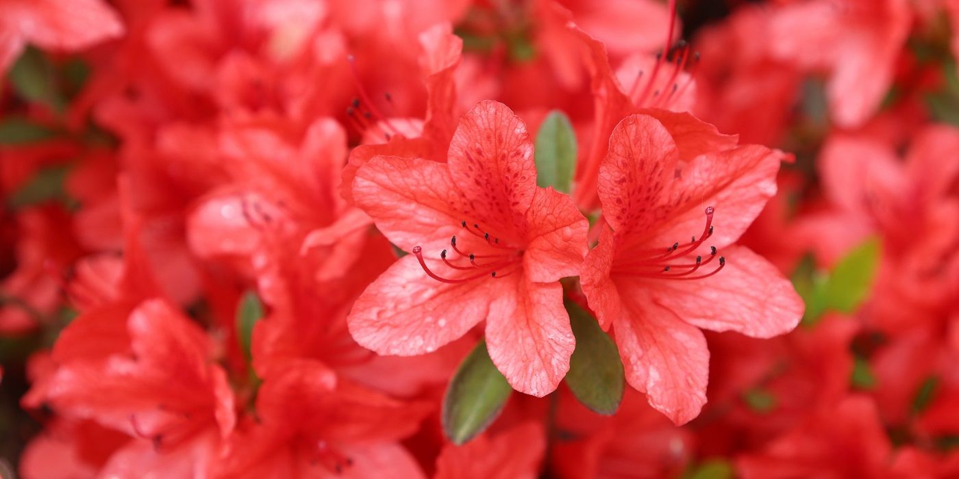 Red Flowers Your Outdoor Garden Needs ASAP