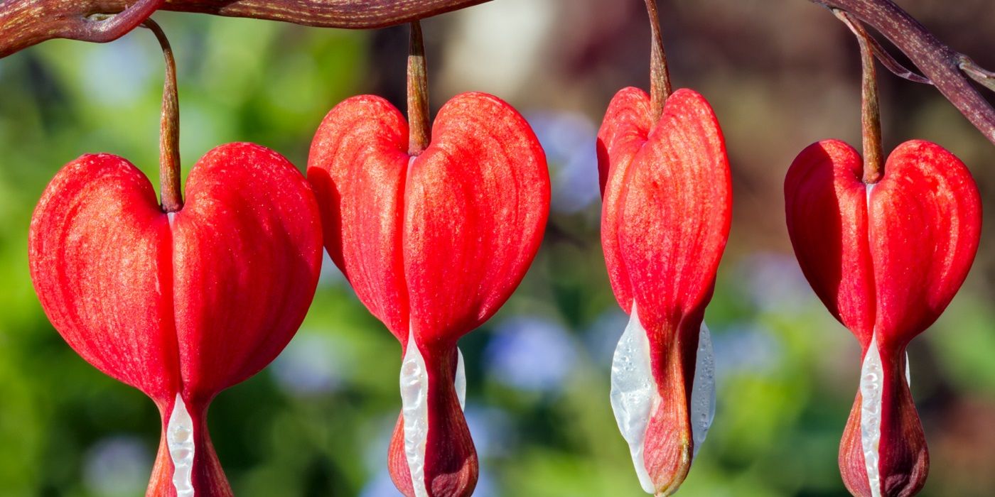 Red Flowers Your Outdoor Garden Needs ASAP