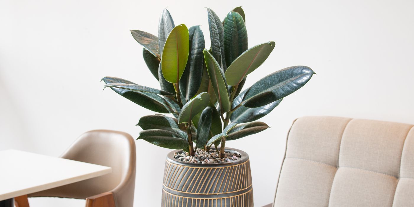 Learn How To Care For a Rubber Plant With Easy Steps