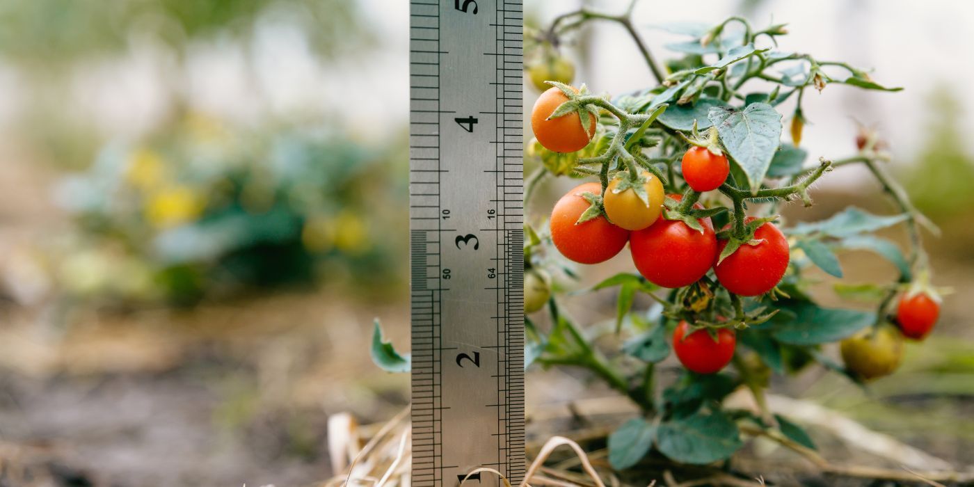 How Are Dwarf Tomatoes and Micro Tomatoes Different?