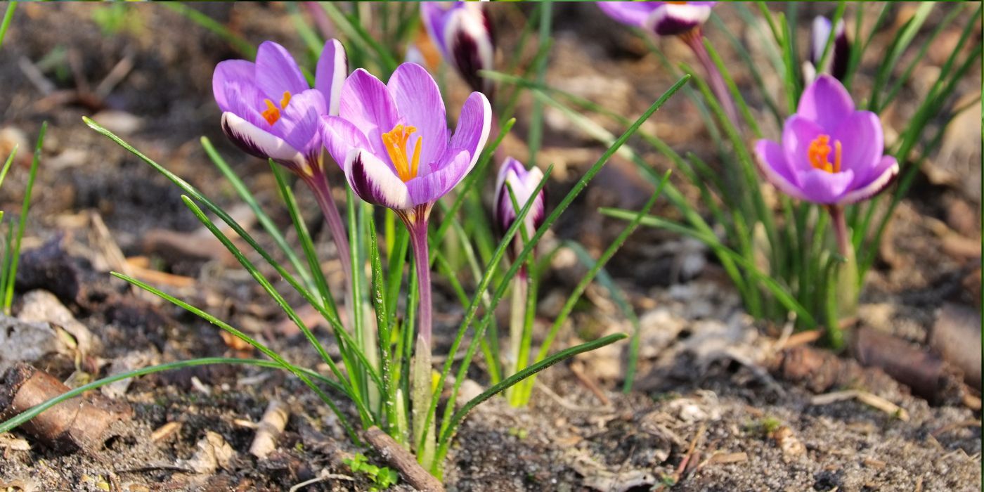 Why Is Saffron the Most Expensive Spice Around the World?