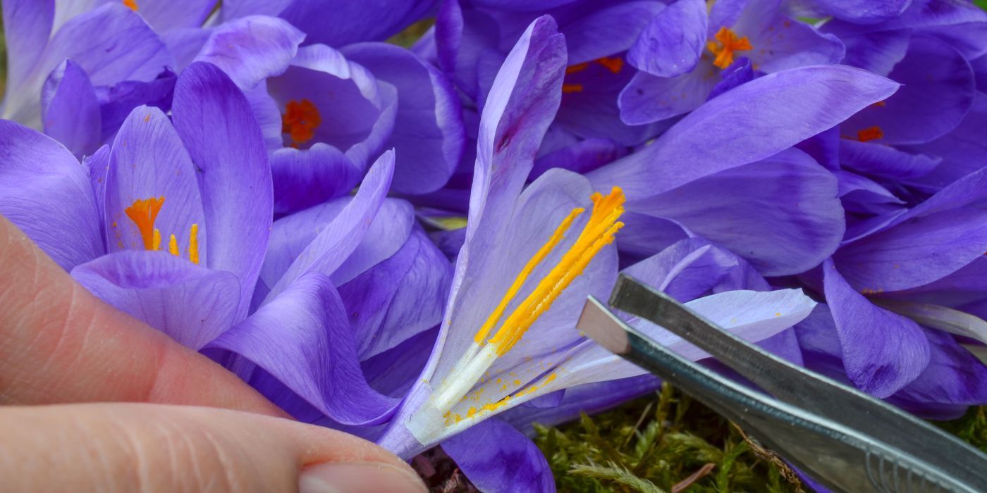 Self-Pollinating Flowers: What Are They and How do They Work?