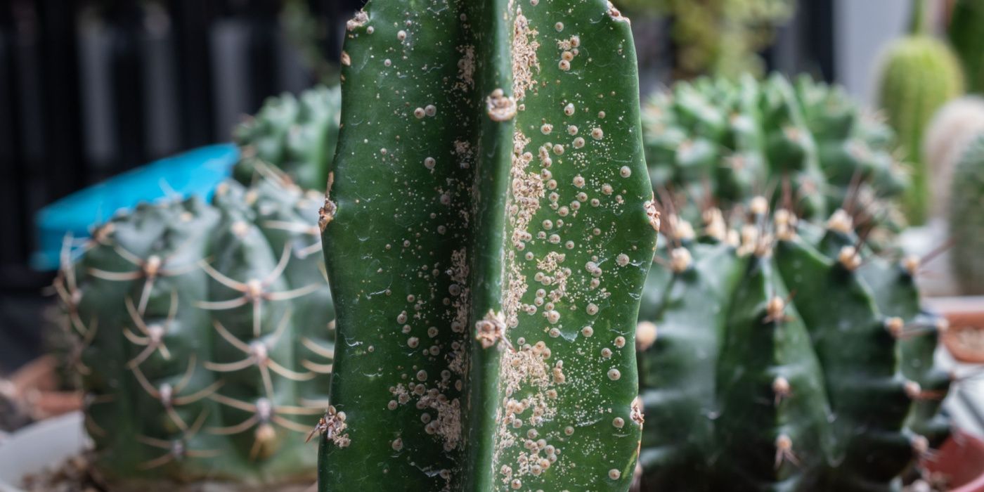 Houseplant Horror: Unveiling the 9 Most Destructive Insect Invaders