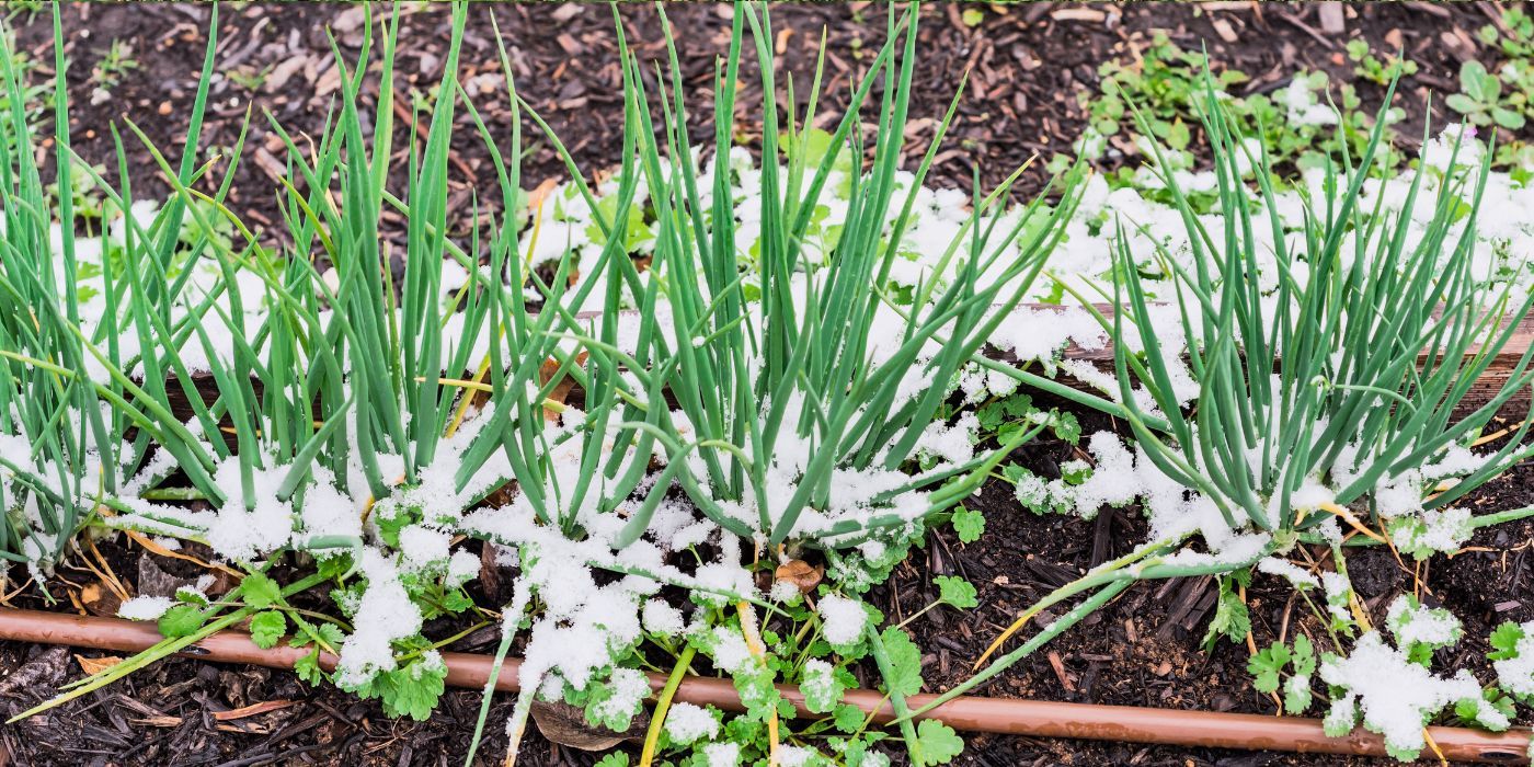 Grow 6 Winter Crops to Eat Fresh Food All Season